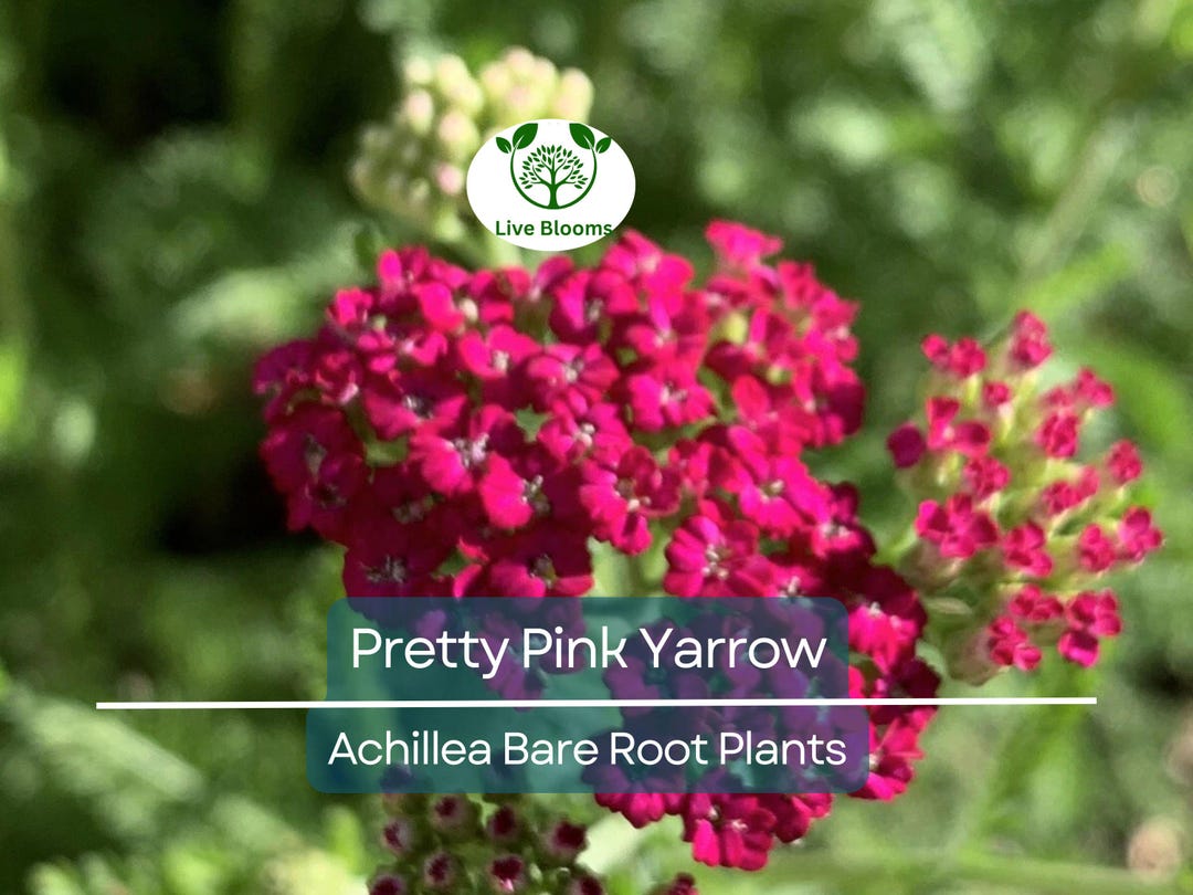 1 Pretty Pink Yarrow Live Plant - Achillea Millefolium Bare Root ...