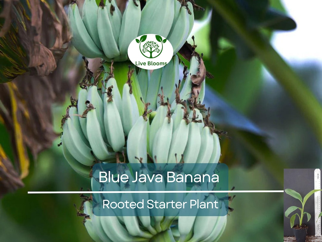 1 Musa Ice Cream (blue Java) Banana Tree - Small Live Rooted Starter ...