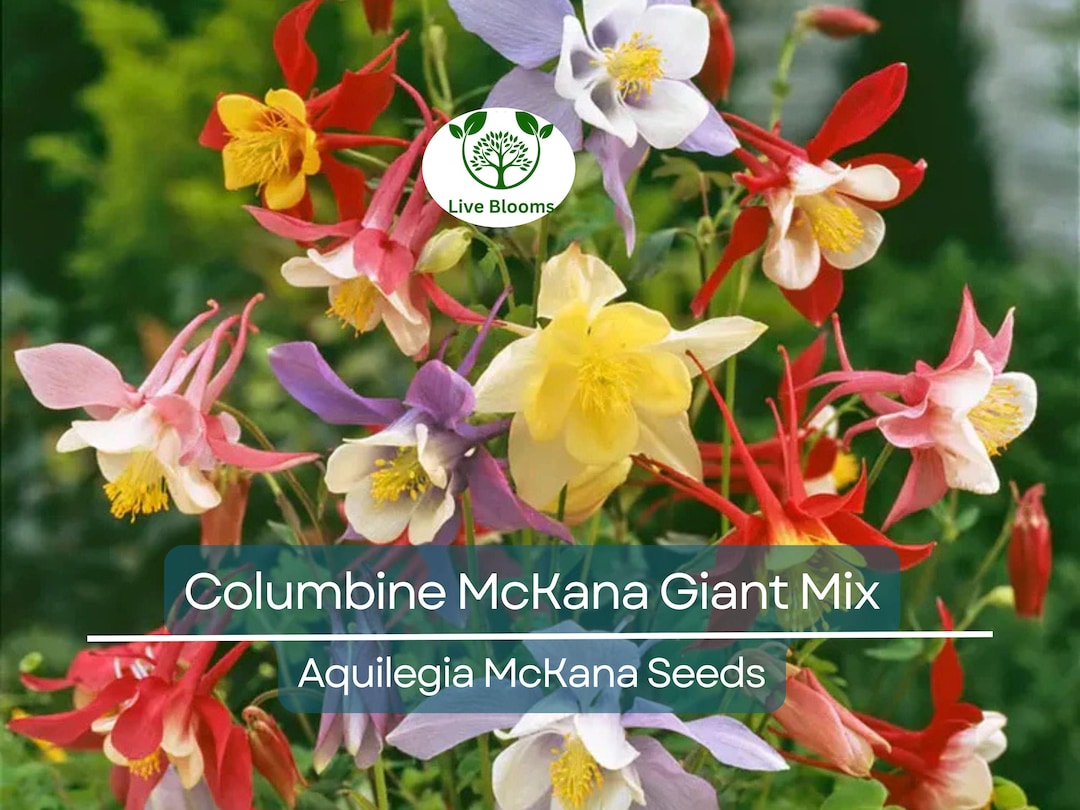200 Seeds Columbine Mckana Giant Mix, Perennial Hummingbird & Butterfly ...
