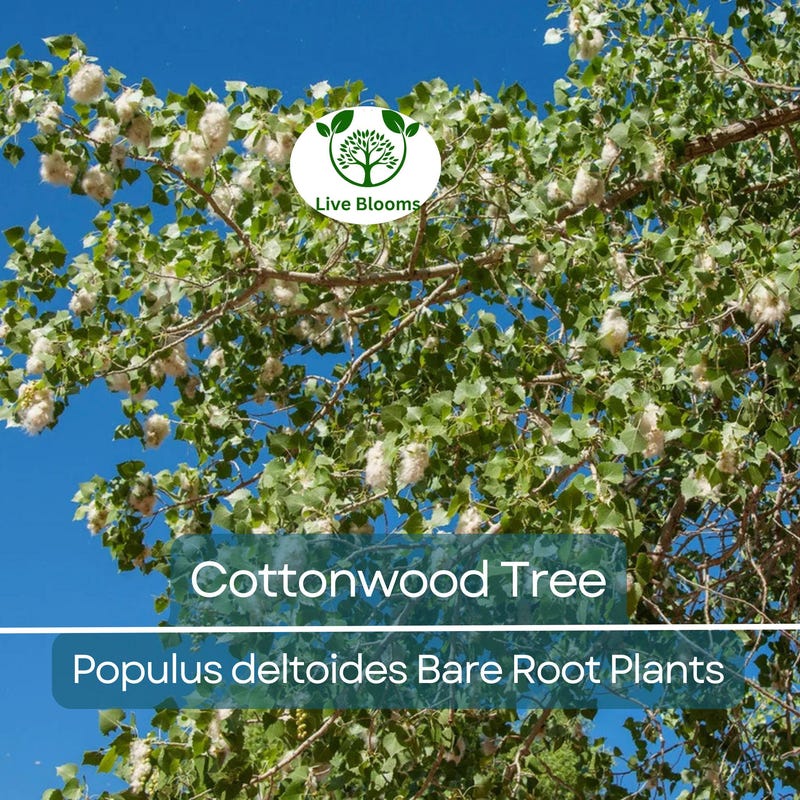 Cottonwood Root - Etsy