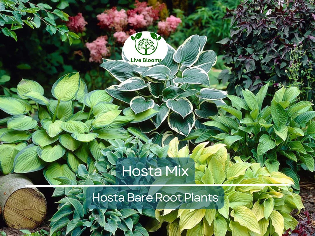 6 Mixed Hosta Roots – Gardener’s Variety Pack – Bare Root Shade ...