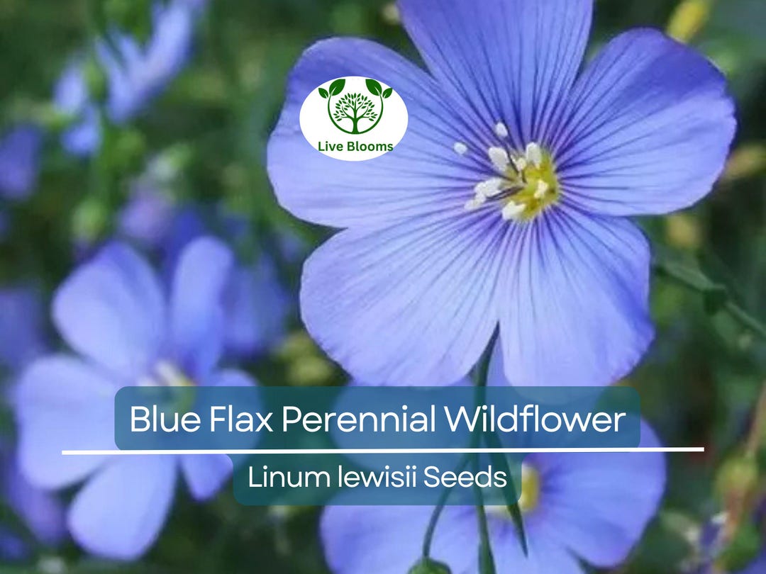 500 Seeds Blue Flax Perennial Wildflower Linum Lewisii - Non-gmo ...