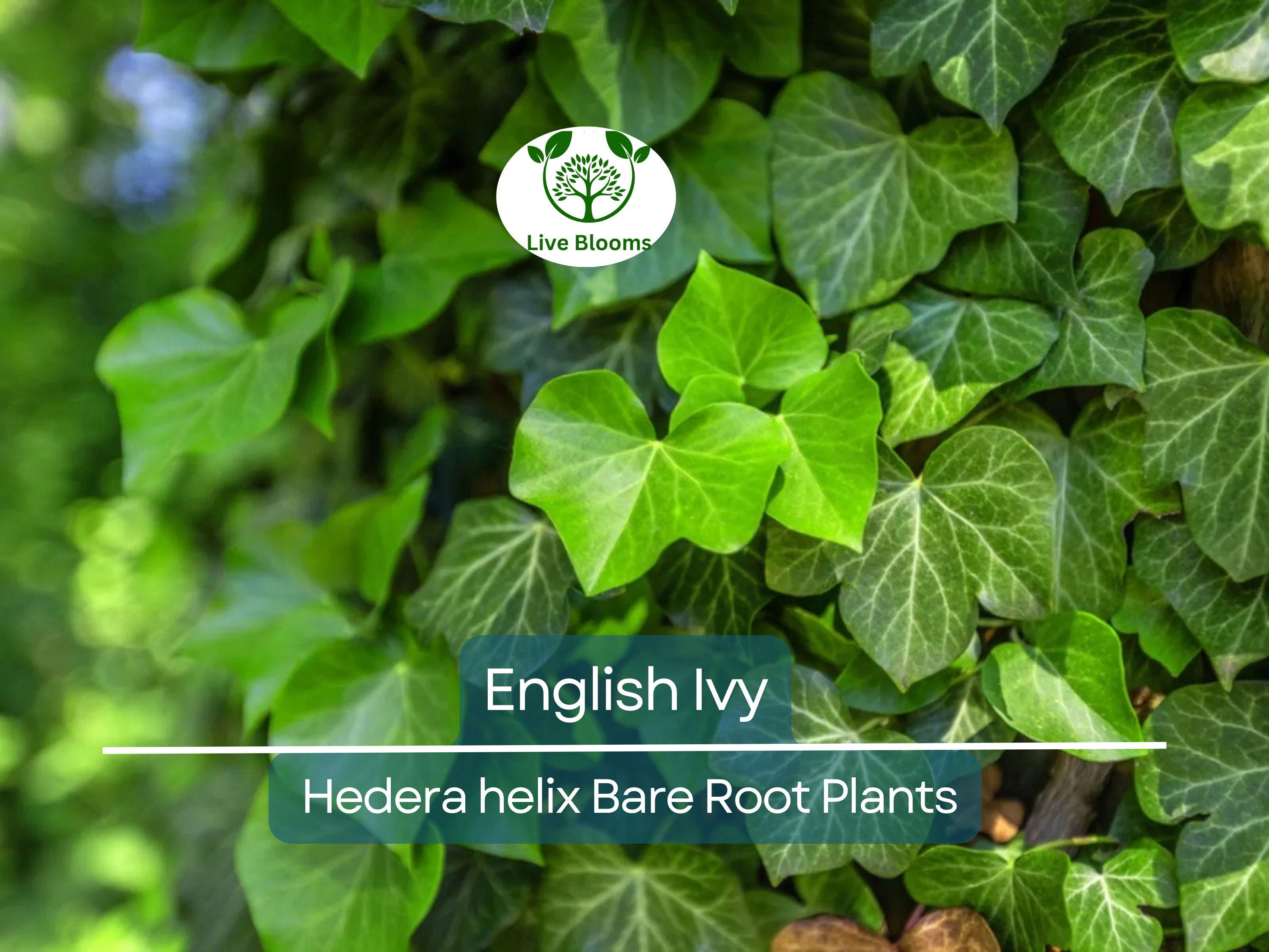 12 English Ivy Live Bare Root Plants - Groundcover - Hedera Helix, Super Hardy, Fast Growing ...