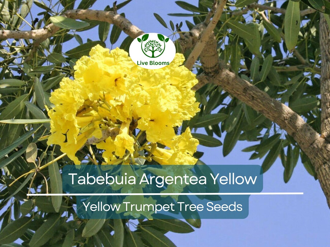 10 Seeds Tabebuia Argentea Yellow (yellow Trumpet Tree) for Planting ...