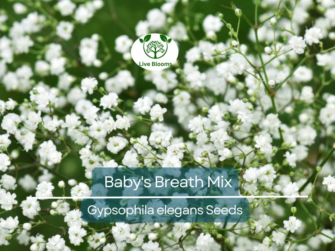 1000 Seeds Baby's Breath MIXED COLORS, Non-gmo Heirloom, Hummingbird ...