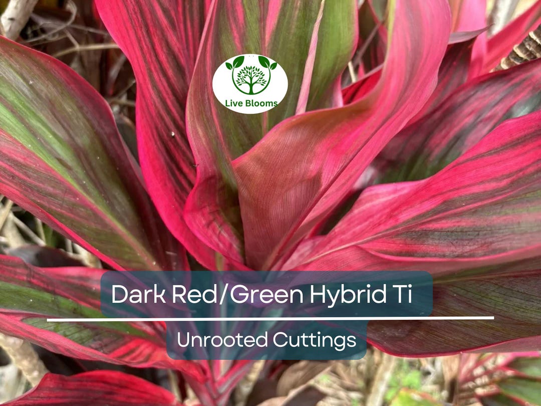 3 Hawaiian Dark Red/green Hybrid Ti Leaf Fresh Cuttings 6" Starter Logs ...