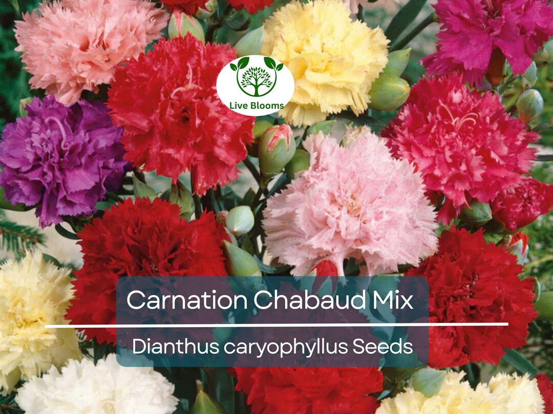 100 Carnation Chabaud Mix Seeds, Fragrant Cut Flowers, Non-gmo ...