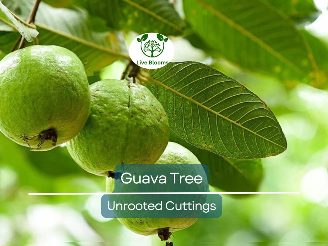 3 Guava Unrooted Cuttings 4-5" | Psidium Guajava | Tropical Fruit Tree, Guava Plant Propagation ...
