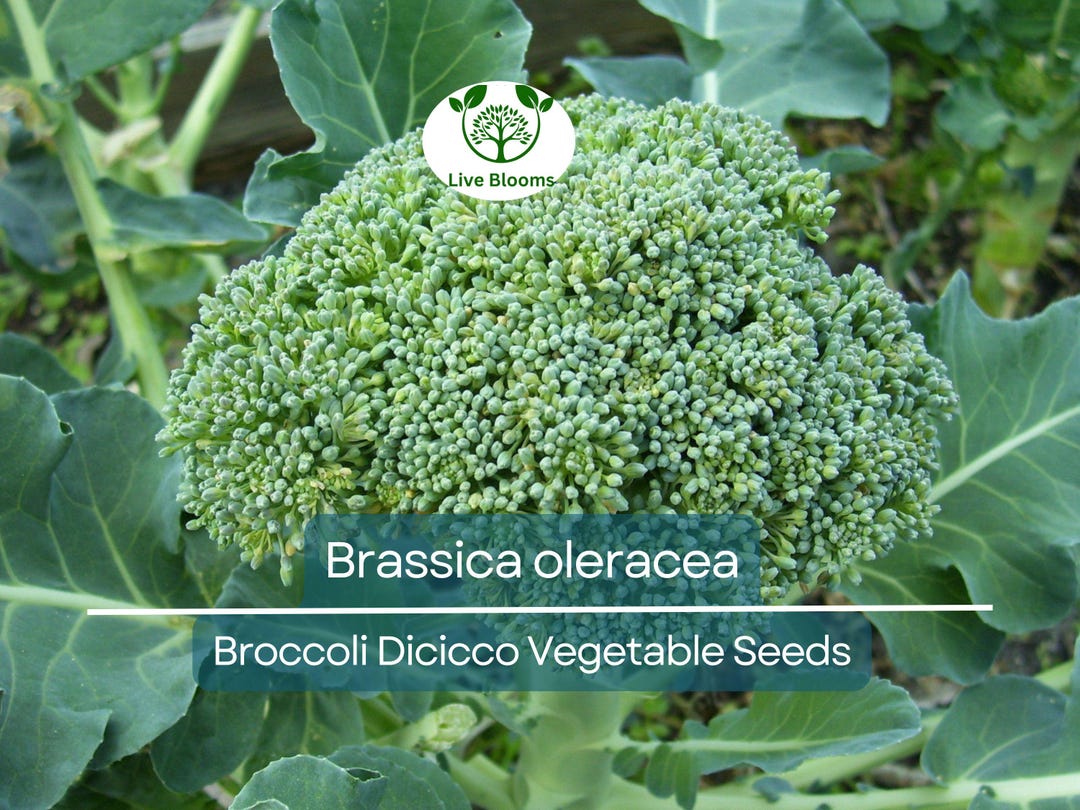 300 Seeds Broccoli Dicicco - Brassica Oleracea | Heirloom Broccoli ...