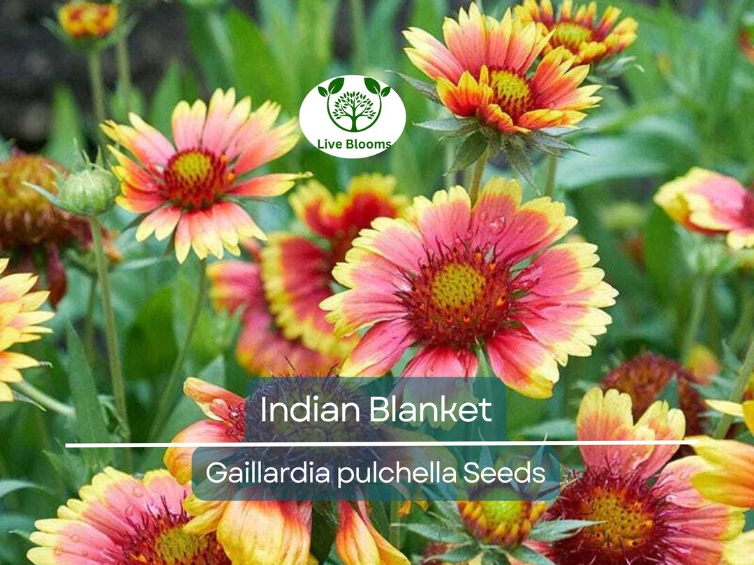 200 Indian Blanket Flower Seeds – Gaillardia Pulchella | Heirloom Non ...