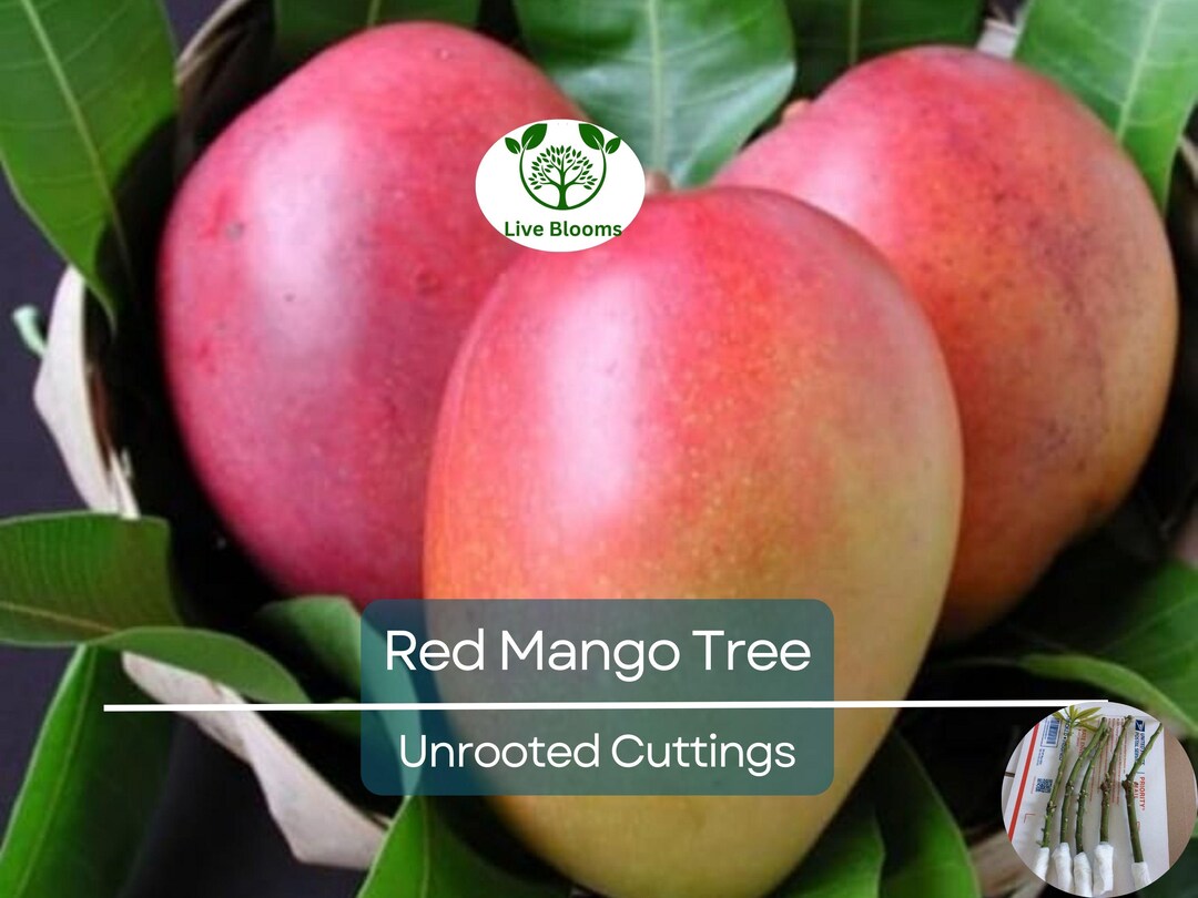 5 RED MANGO Fruit Tree Scion Unrooted Cuttings for Rooting or Grafting ...