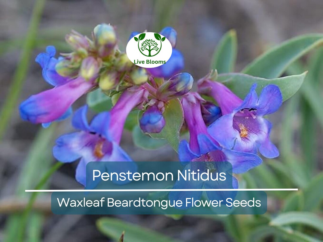 100 Mg Seeds Penstemon Nitidus (waxleaf Beardtongue) for Planting ...
