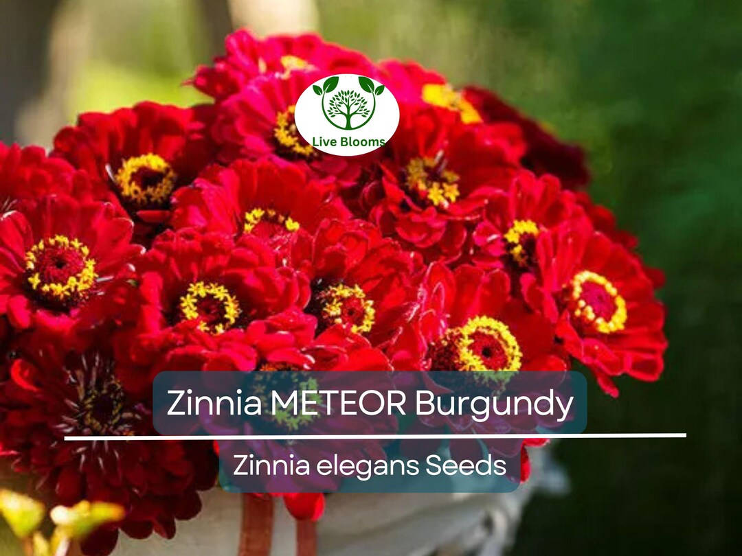 200 Zinnia Meteor Seeds - Burgundy Red Flowers for Pollinators | Zinnia ...