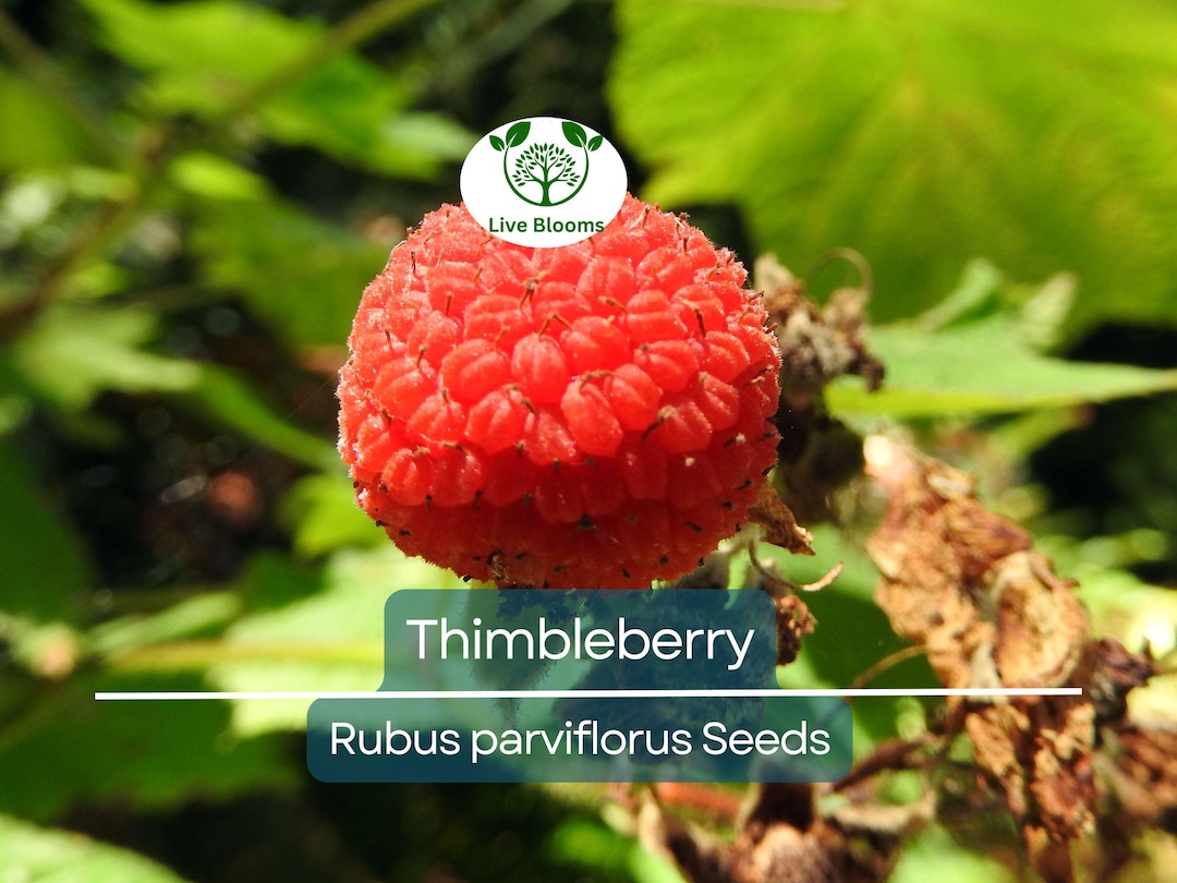50 Thimbleberry Seeds (rubus Parviflorus) – Flowering Raspberry, Sweet ...