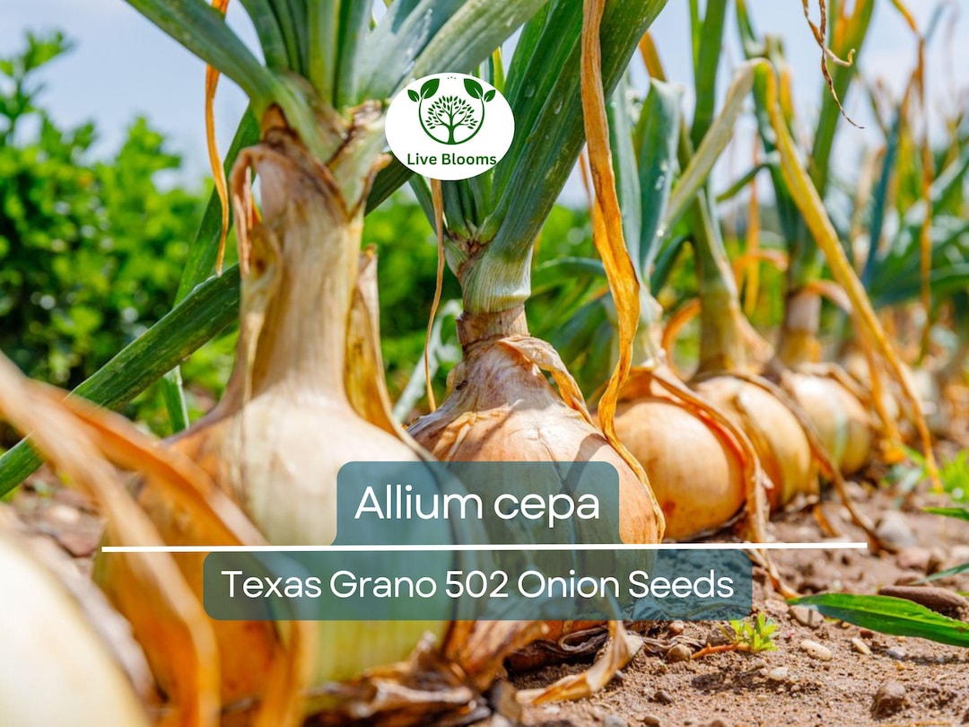 250 Mg Texas Grano 502 Onion Seeds - Allium Cepa | Heirloom Sweet Onion ...