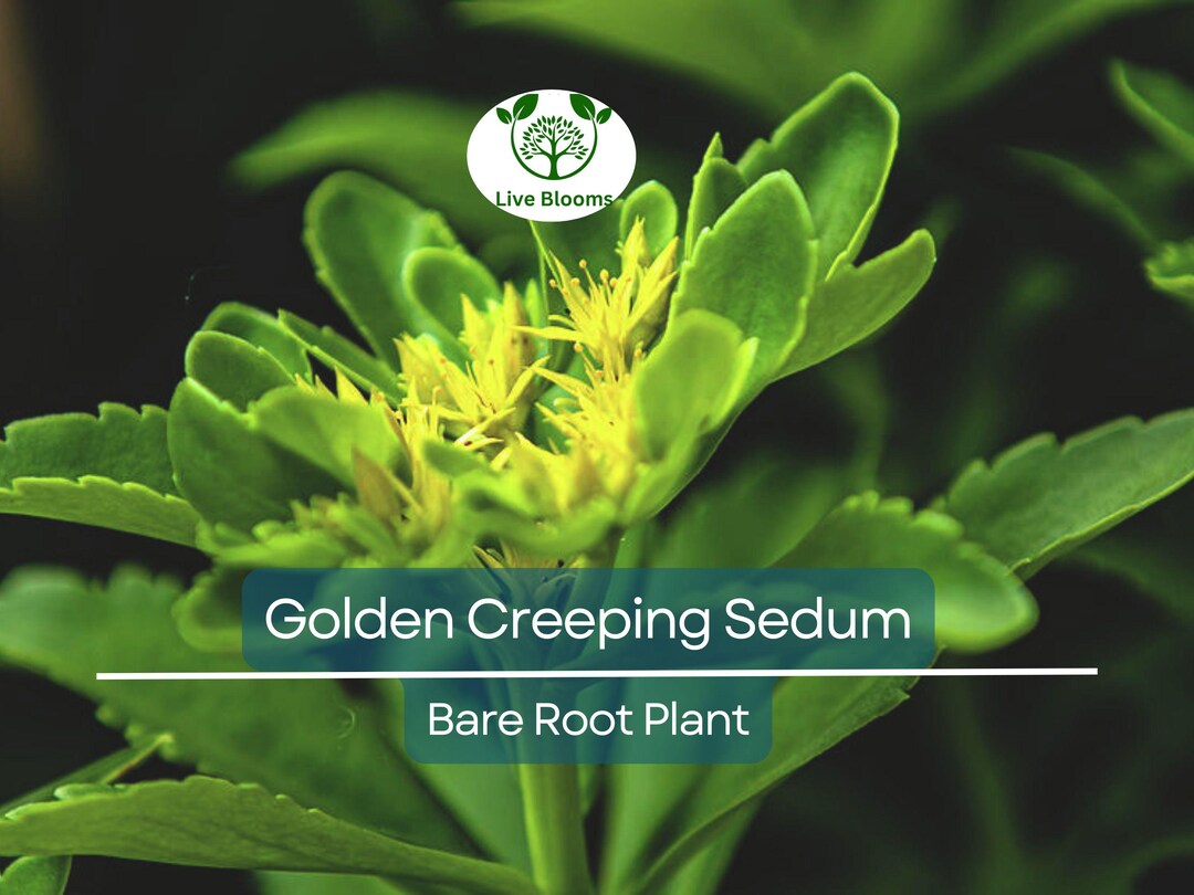 15 Ground Cover Golden Creeping Sedum, Yellow Perennial, Sedum Acre ...