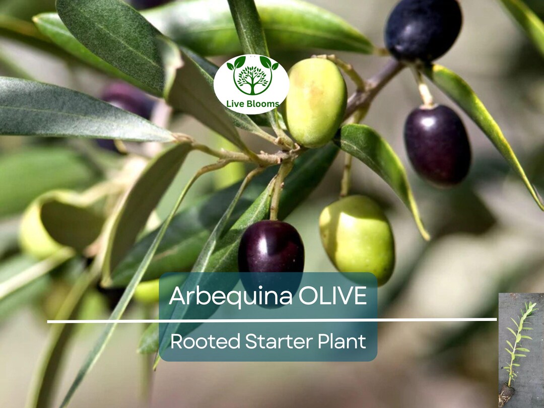 1 Olive Tree "arbequina" Starter Plant 5-6" Long| Olea Europaea ...