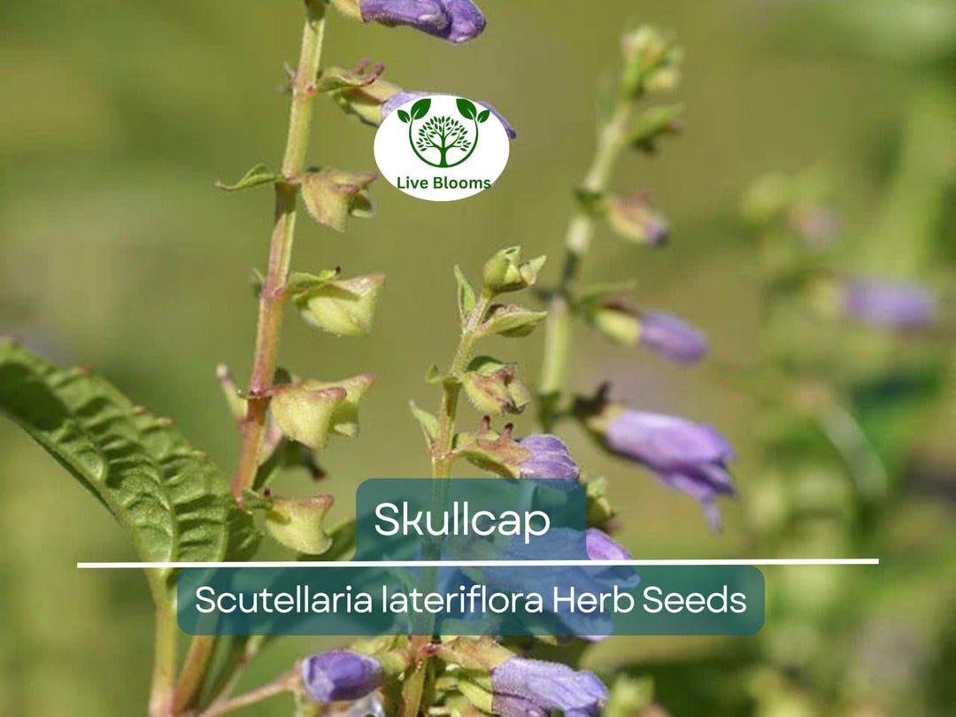 100 Skullcap Herb Seeds (scutellaria Lateriflora) for Planting - Mad ...
