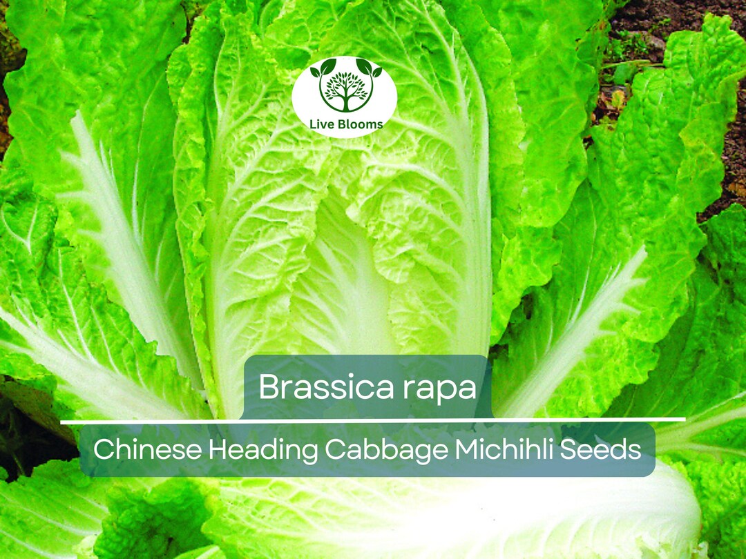 150 Seeds Chinese Heading Cabbage Michihli - Brassica Rapa | Heirloom ...