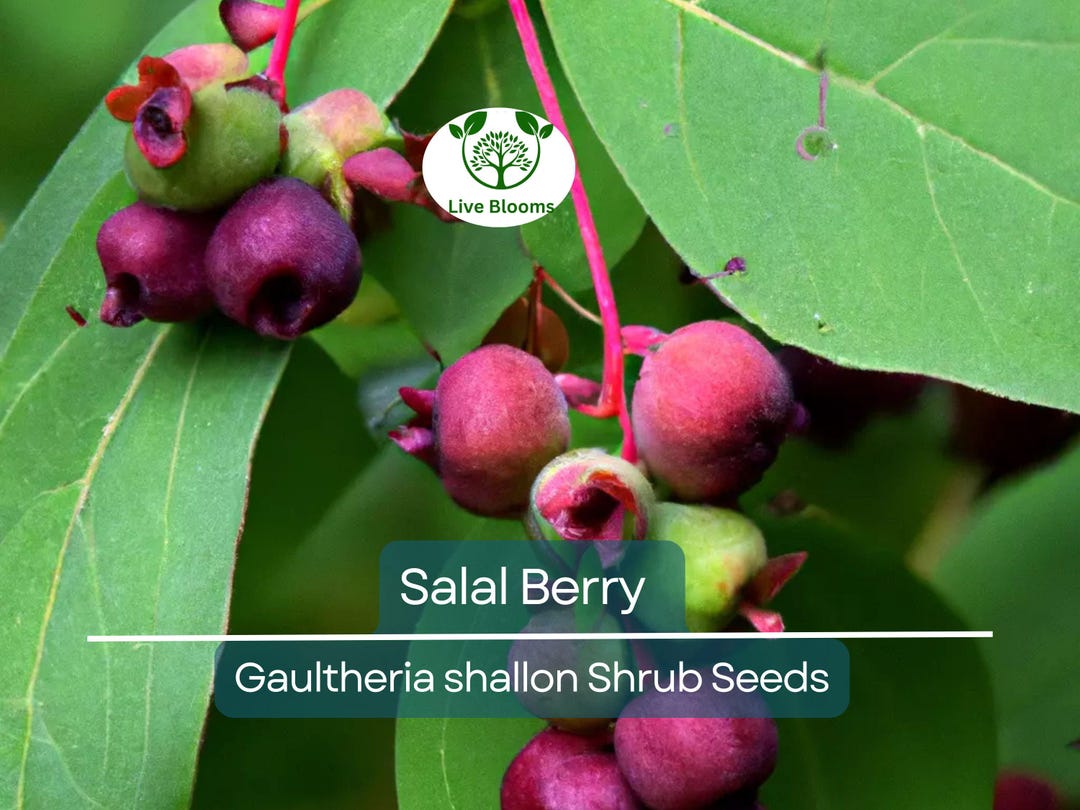 100 Salal Berry Seeds (gaultheria Shallon), Edible Fruits, Evergreen ...