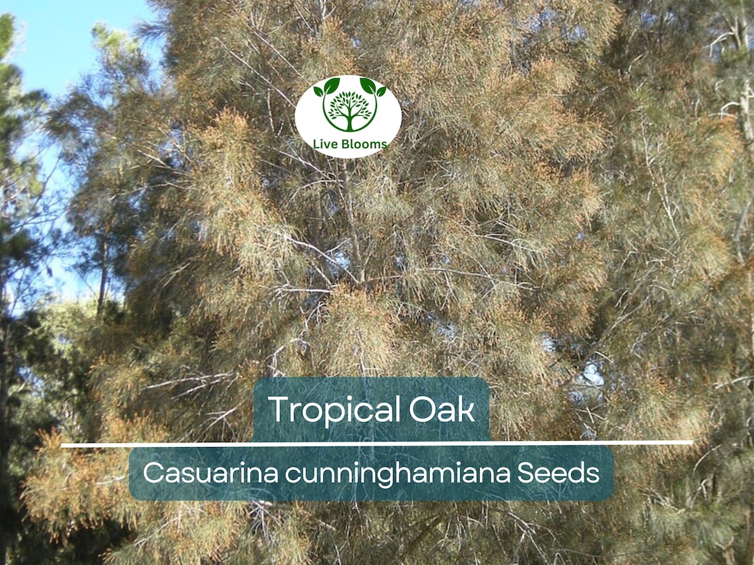 50 Tropical Oak Tree Seeds - Casuarina Cunninghamiana, She-oak, Bonsai ...