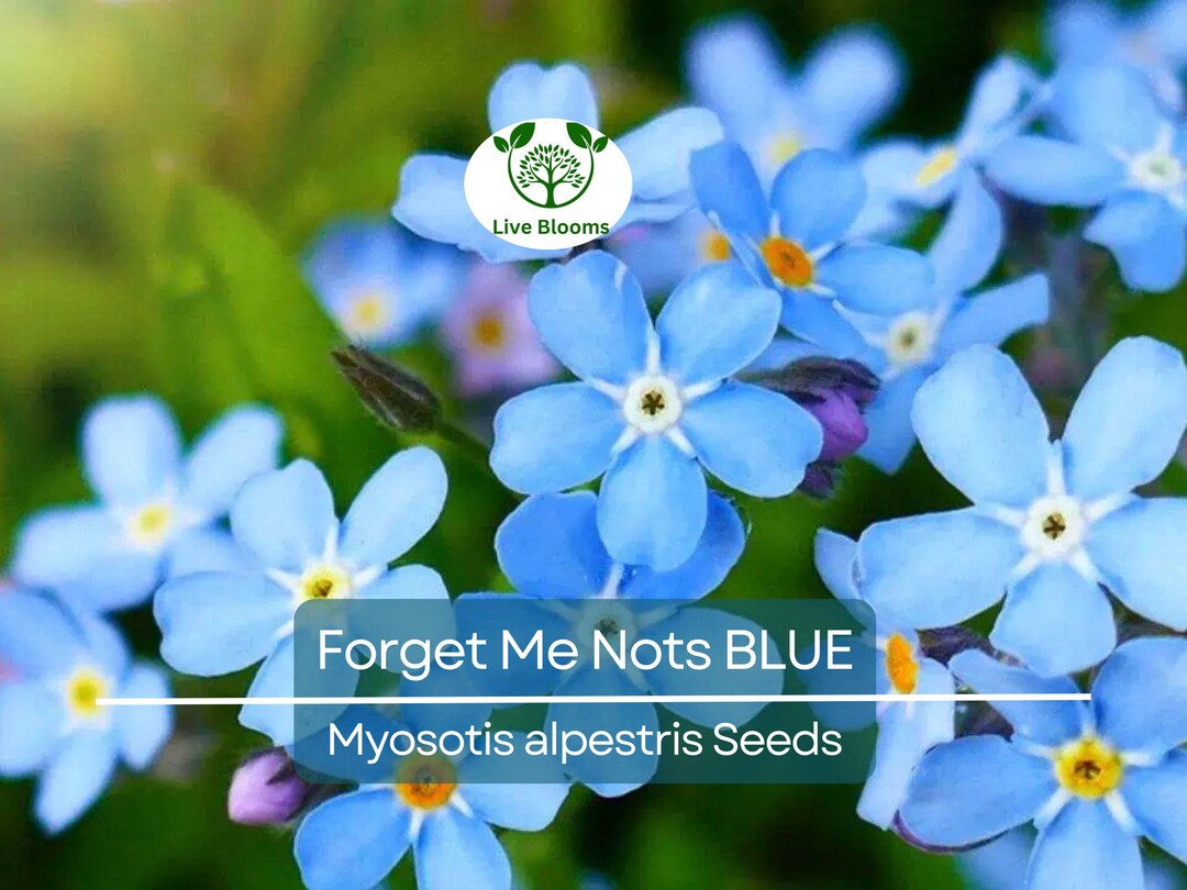 100 Seeds Forget Me Nots BLUE Perennial Flowers, Non-gmo Spring Blooms ...