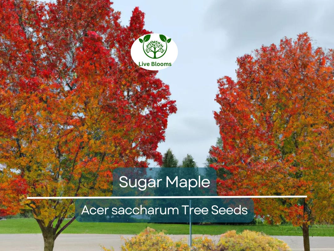 30 Sugar Maple Tree Seeds (acer Saccharum), Fall Color, Edible Maple ...