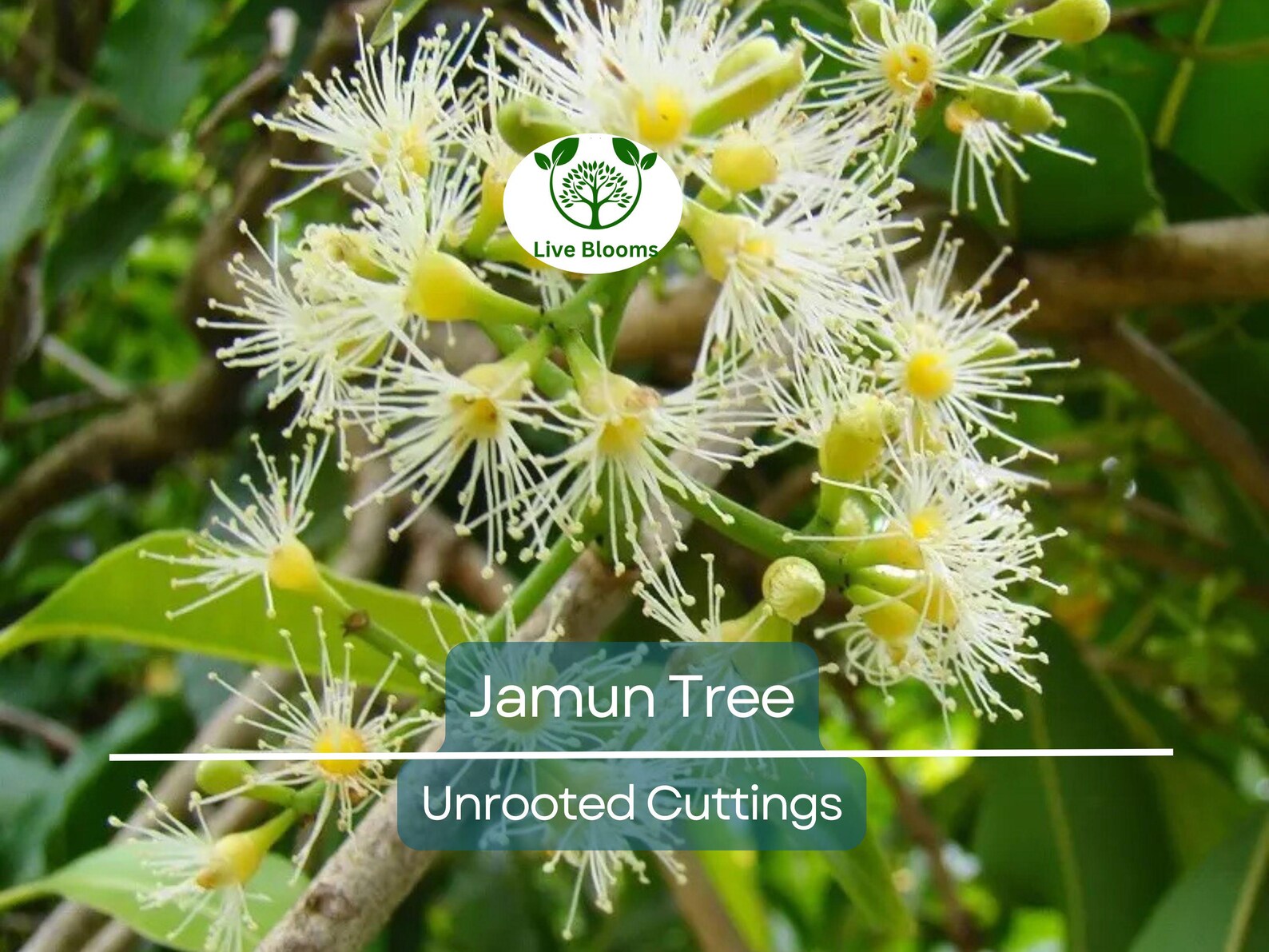 3 Jamun Jambul Fruit Tree Cuttings - Syzygium Cumini, Indian Wax Apple ...
