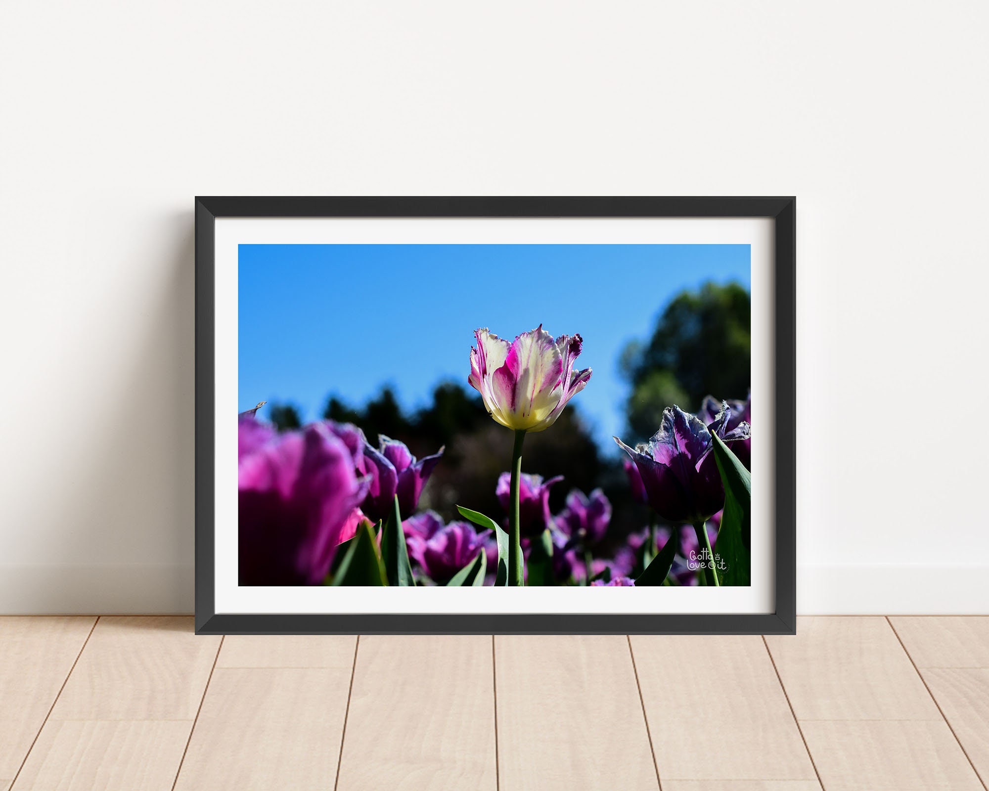 Tulip Photograph, Beautiful Floral Garden - Etsy