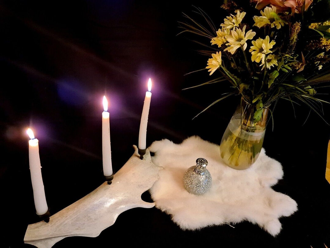 Genuine Naturally Shed Fallow Deer Antler Candle Holder, Candelabra ...