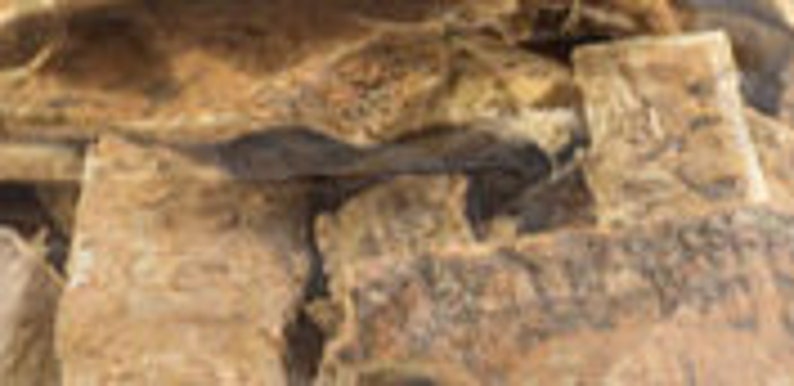 Dried Wild Jamaican Ra Moon - Etsy