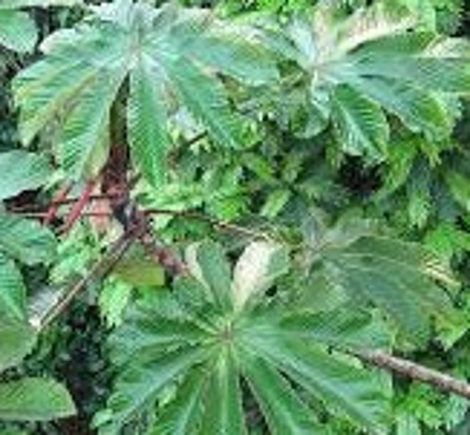 Dried Wild Organic Jamaican Trumpet Tree Leaves Tea cecropia Peltata - Etsy