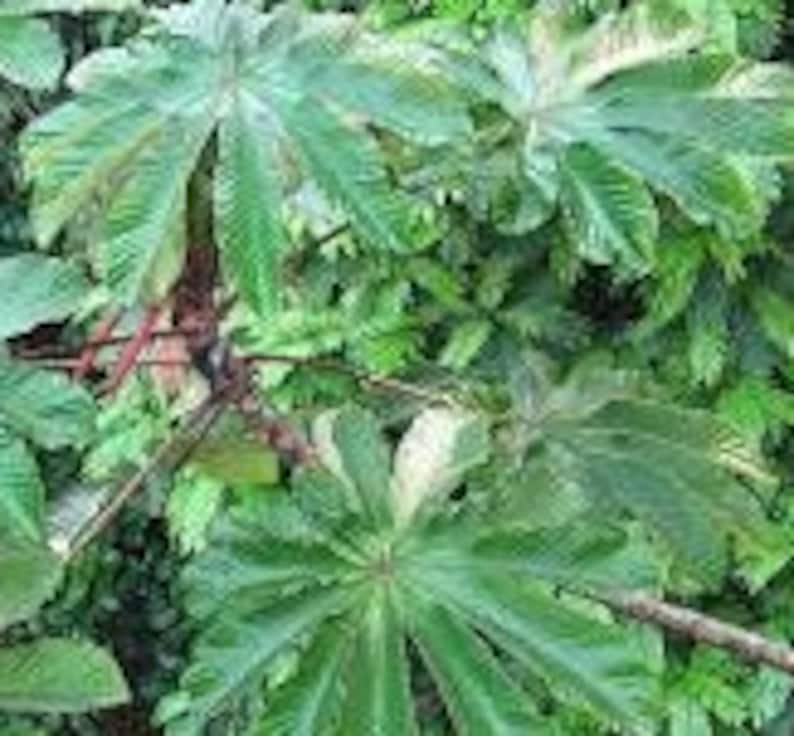 2oz Dried Wild Authentic Jamaican Trumpet Tree Leaves Tea cecropia ...