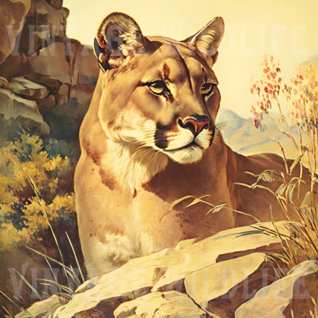 Vintage Mountain Lion Art - SVG and PNG! Sublimation Design for Otter ...