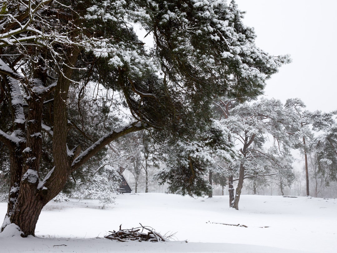 Dutch Snowy Forest Landscape Photo, Winter Scene in the Netherlands - Etsy