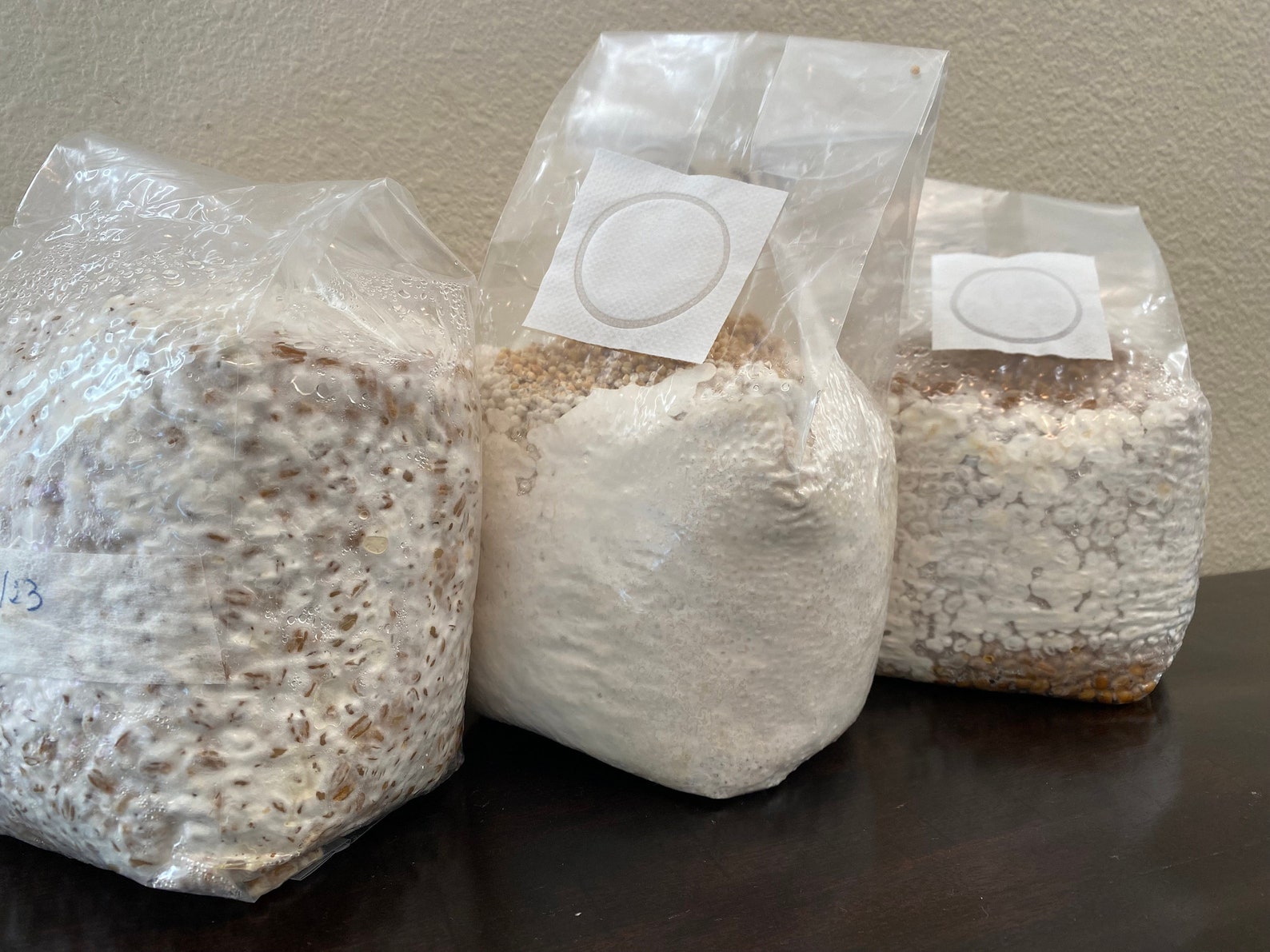 2 Lbs. G1 , Fully Colonized, 100% Organic, Blue & Pink Oyster Mushroom ...