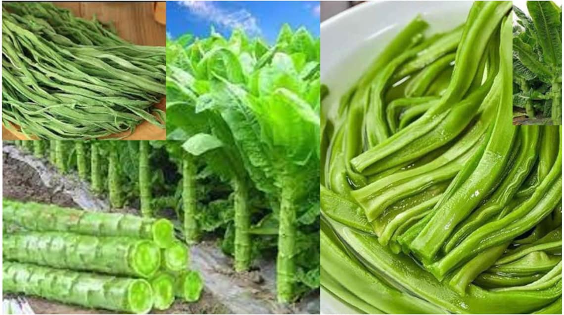 8oz First Class Dried Yamakurage, Mountain Jelly Vegetable Rau Tien Vua ...