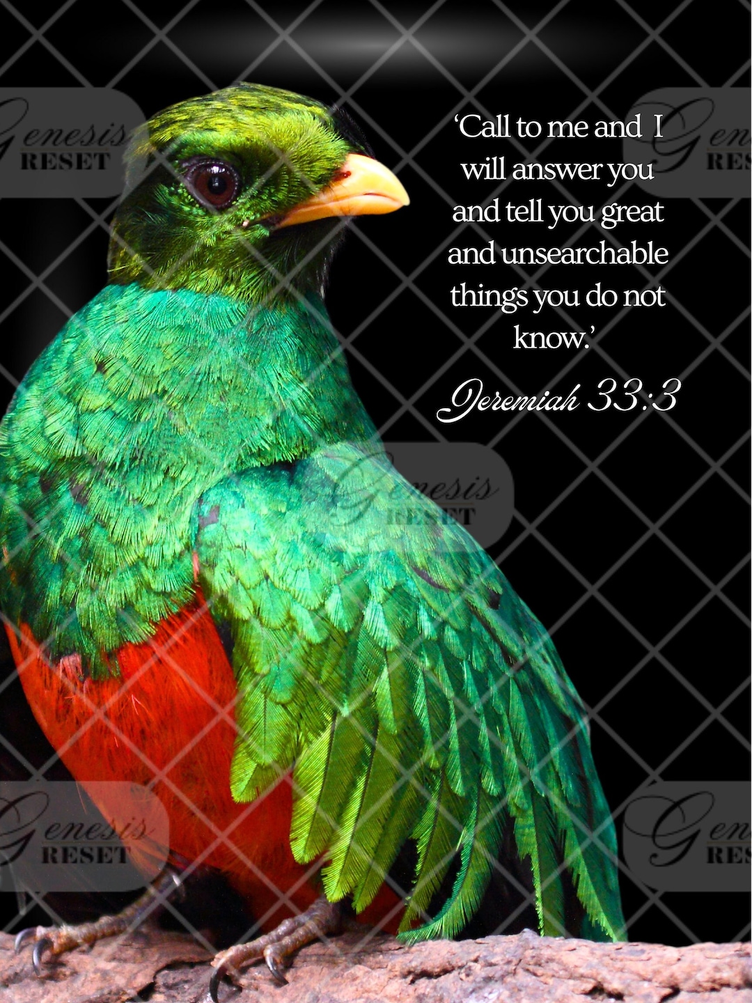 Set of 12 Stunning Digital Art of Majestic Birds Featuring Bible ...
