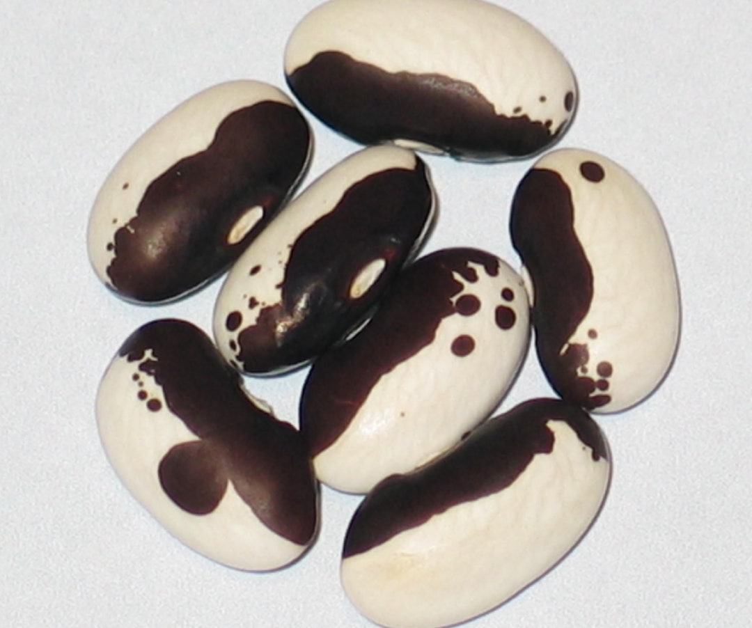 Black Cattle - Bush Dry Heirloom Bean - Etsy