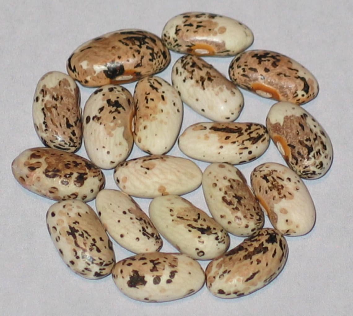 Little Falls - Bush Dry Bean - Etsy