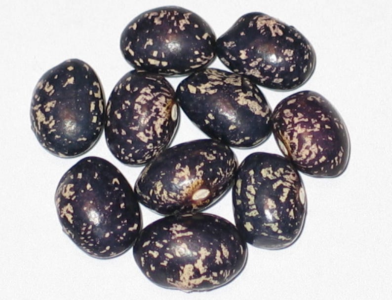 Selugia - Pole Dry Bean - Etsy