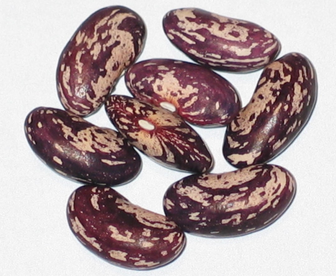 Horsehead - Bush Dry Bean - Etsy