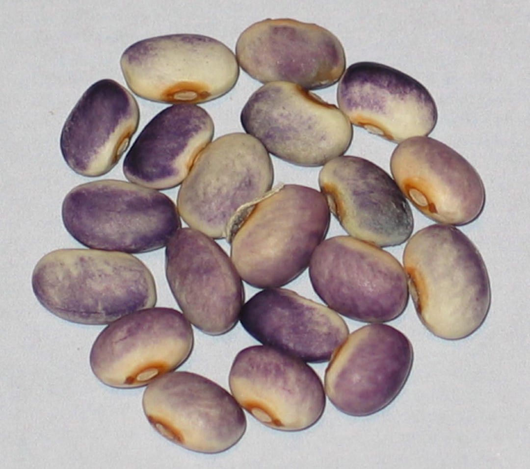 Viola - Semi Runner Dry Bean - Etsy