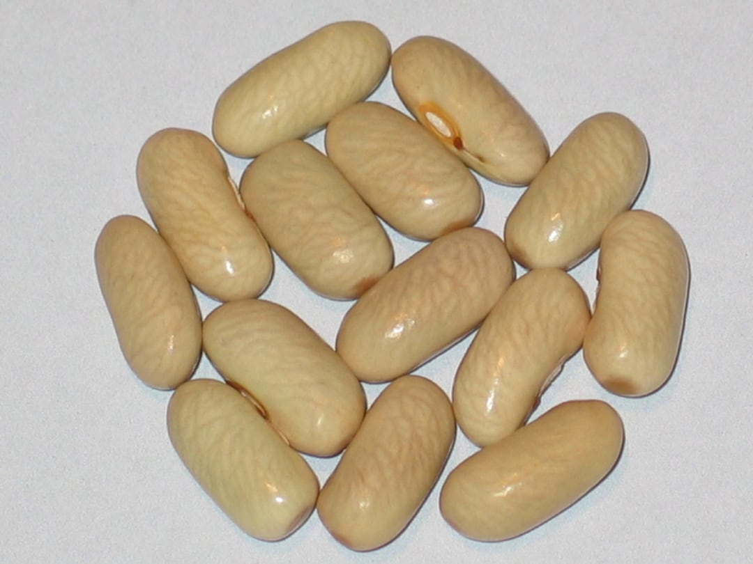 Buffy - Bush Snap Heirloom Bean - Etsy