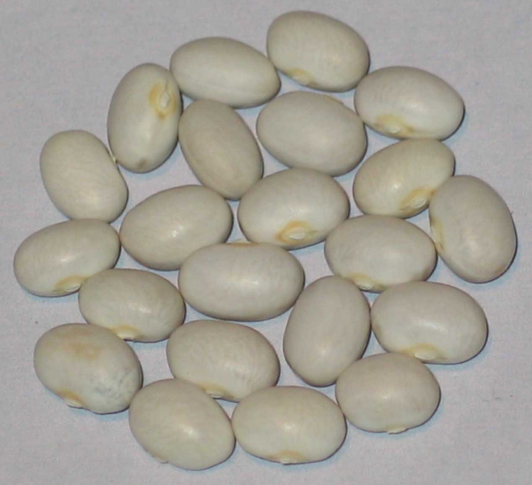 Idaho Marrow - Semi Runner Dry - Etsy