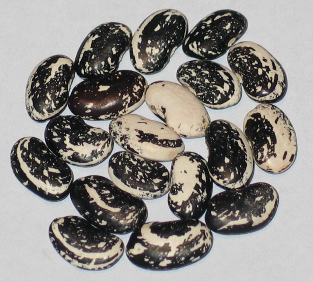 Skunk - Pole Dry Bean - Etsy