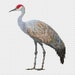 Cross Stitch Pattern Sandhill Crane, Modern, Easy X-stitch Pattern ...