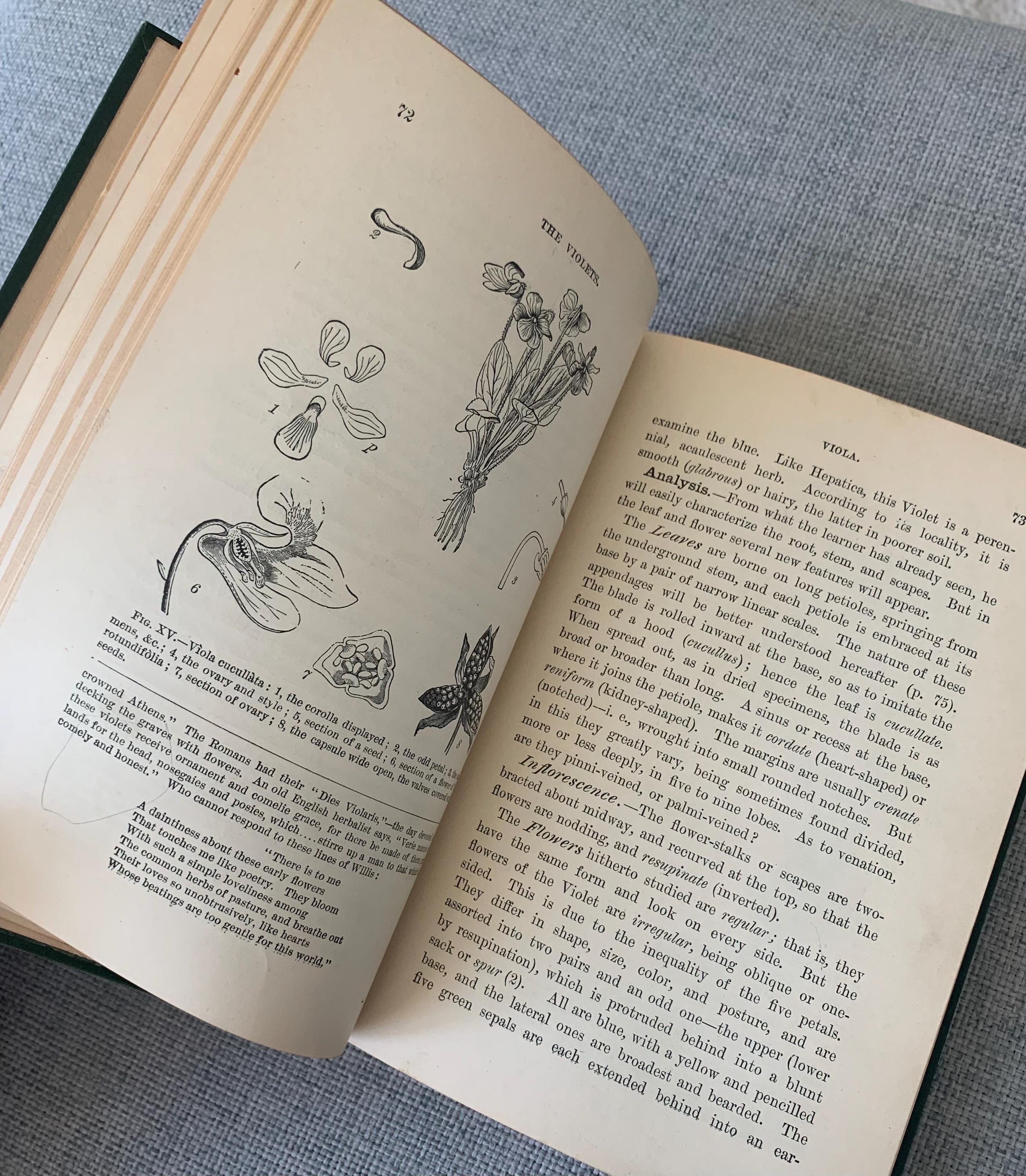 How to Study Plants Alphonso Wood 1895 Antique Book - Etsy