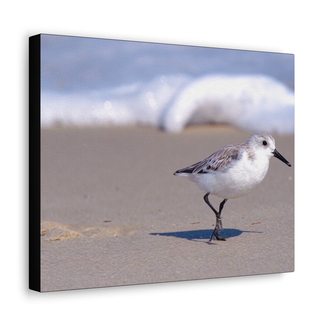 Sanderling Bird on the Beach Canvas Gallery Wrap - Etsy