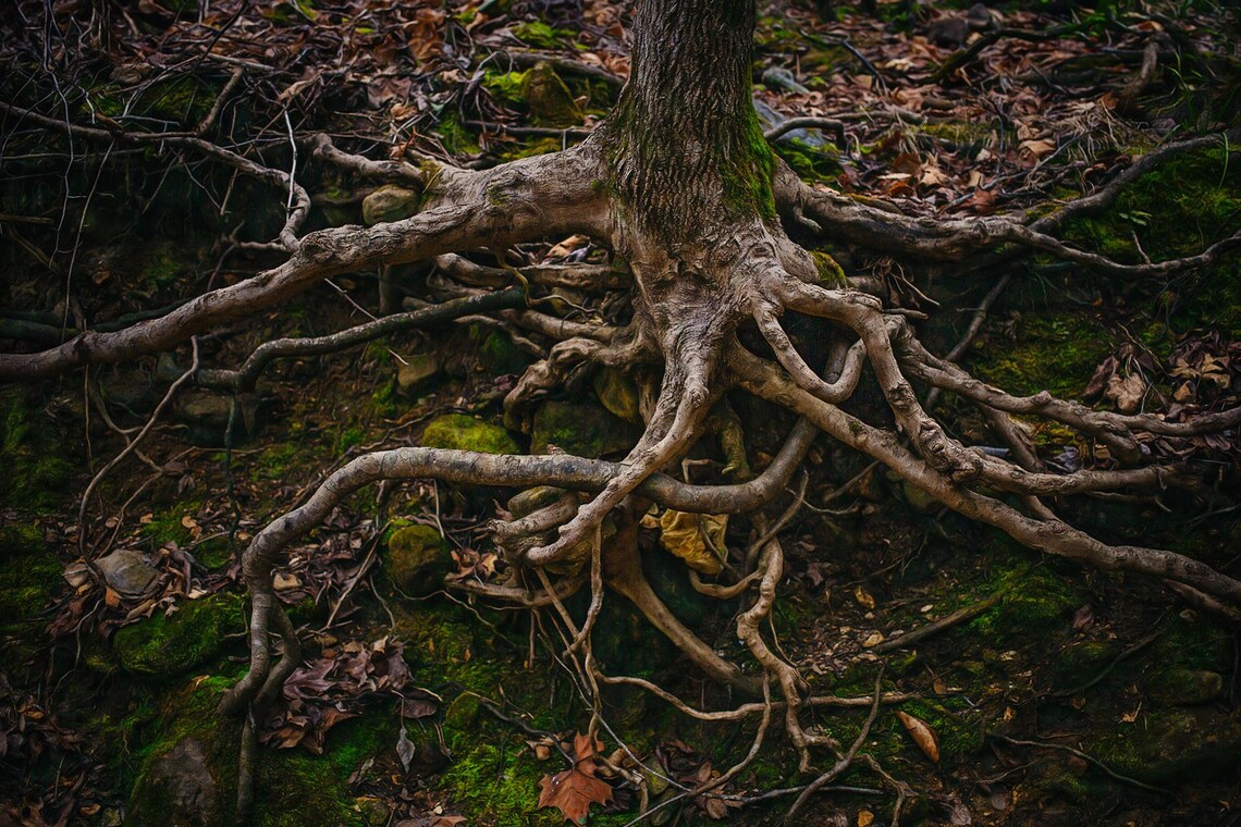 Giclee Art Print of Tree Roots for Nature Lovers, Dark Cottagecore ...